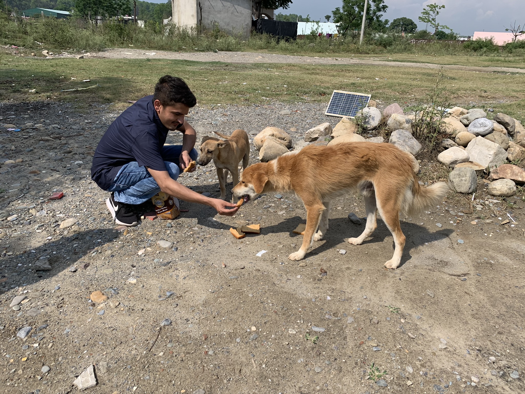 Care for Stray Animals – Kusum Kanta Foundation